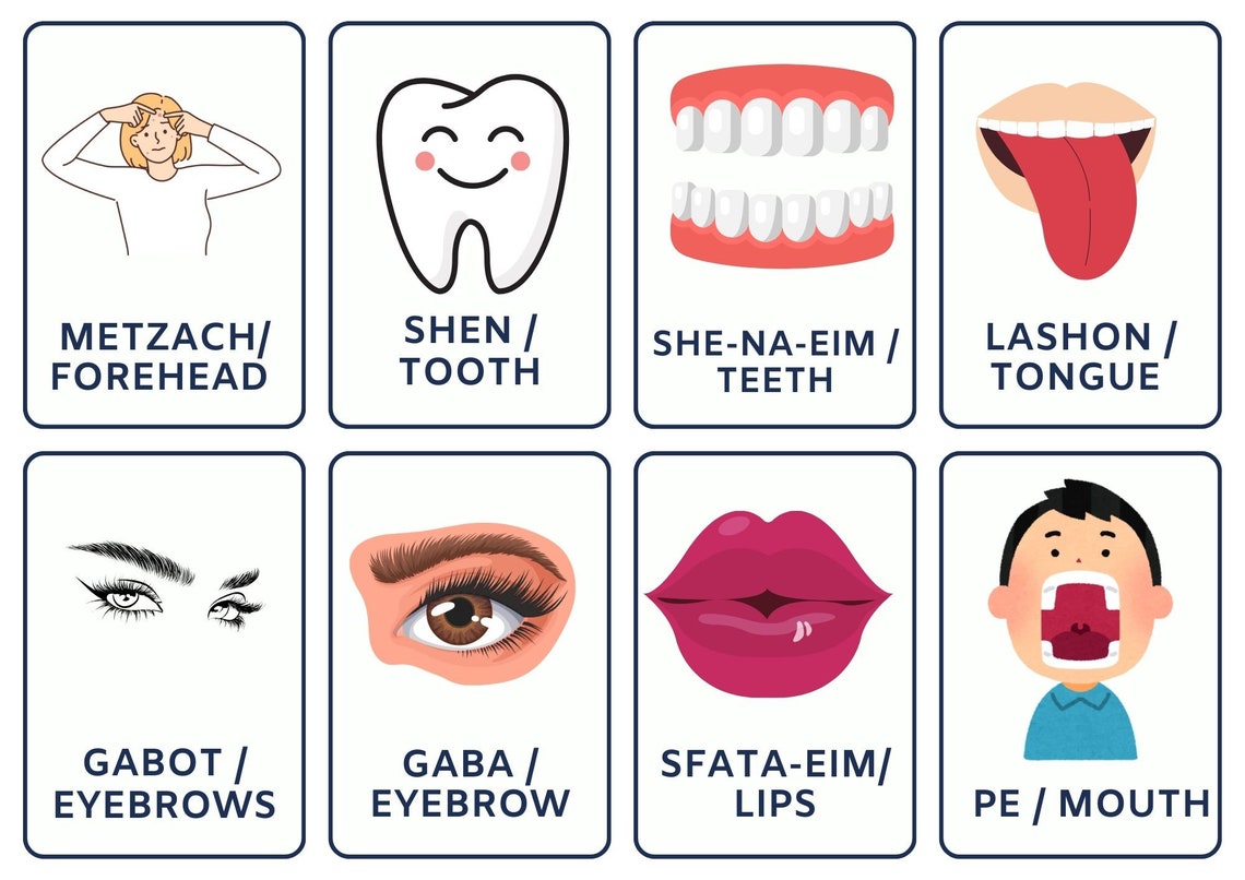 Body Parts in Hebrew Printable Flash Cards - Etsy
