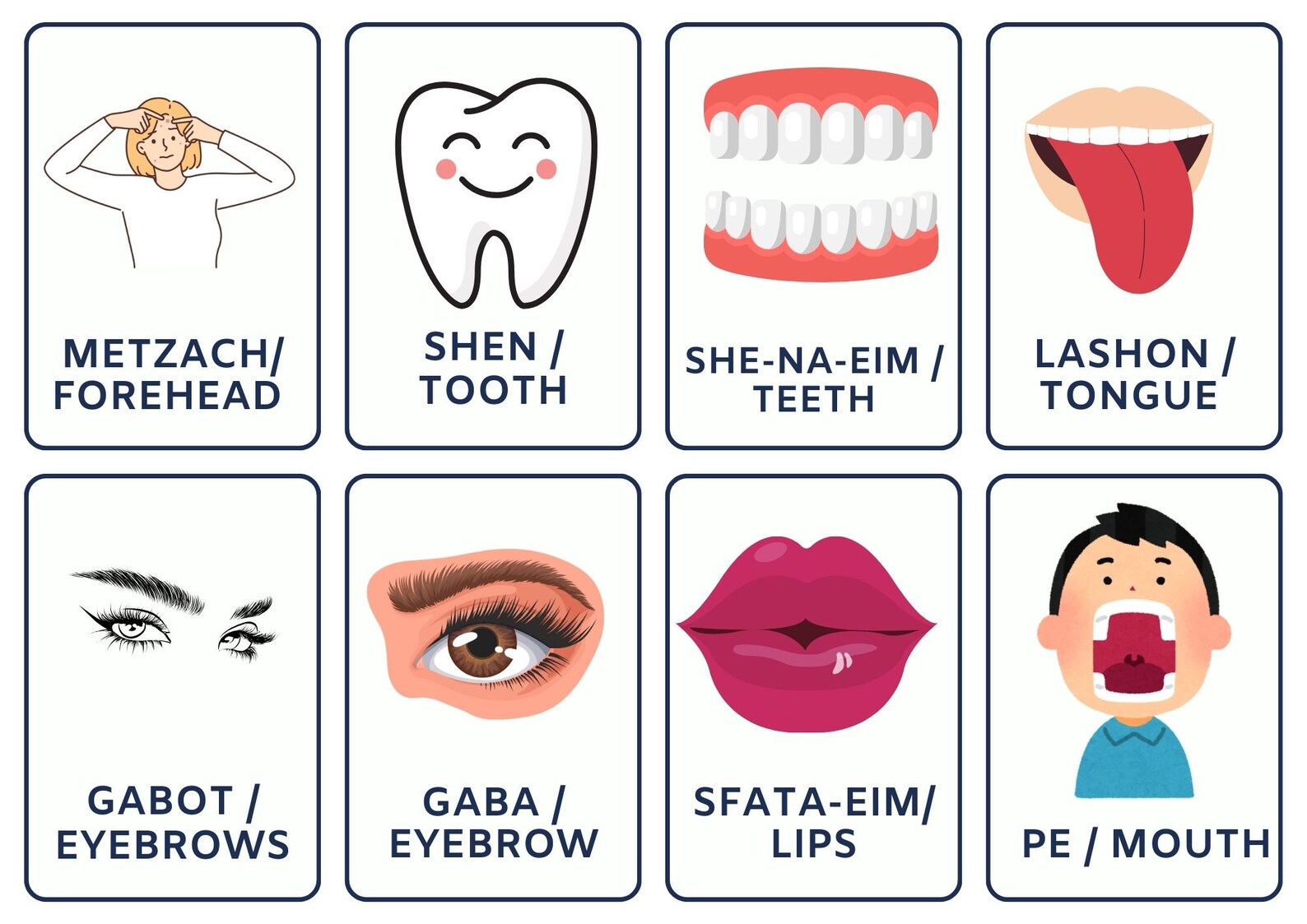 Body Parts in Hebrew Printable Flash Cards - Etsy