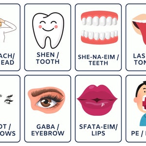 Body Parts in Hebrew Printable Flash Cards - Etsy