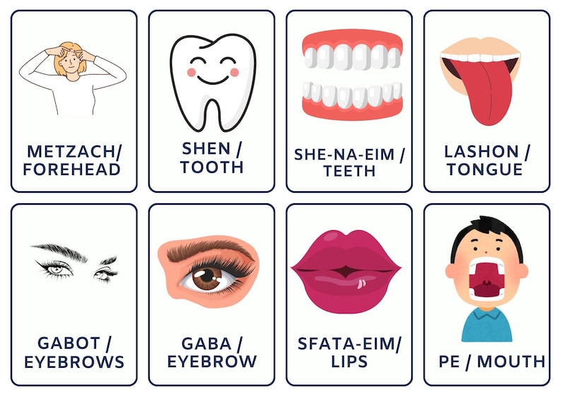 Body Parts in Hebrew Printable Flash Cards - Etsy