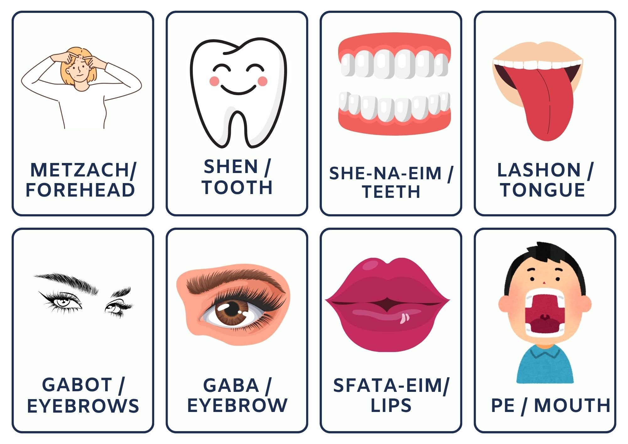 Body Parts in Hebrew Printable Flash Cards - Etsy