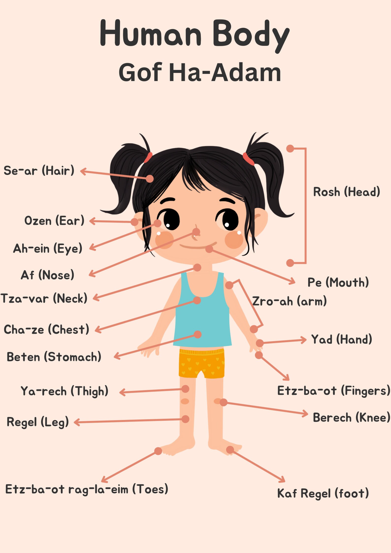 Body Parts in Hebrew Printable Flash Cards - Etsy