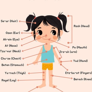 Body Parts in Hebrew Printable Flash Cards - Etsy