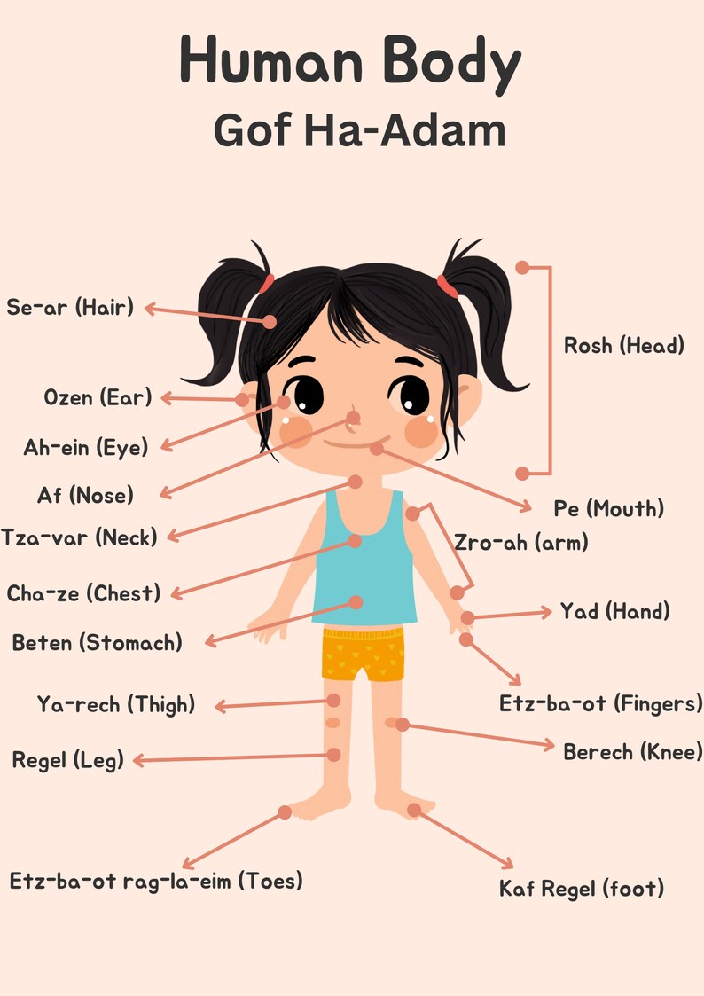 Body Parts in Hebrew Printable Flash Cards - Etsy