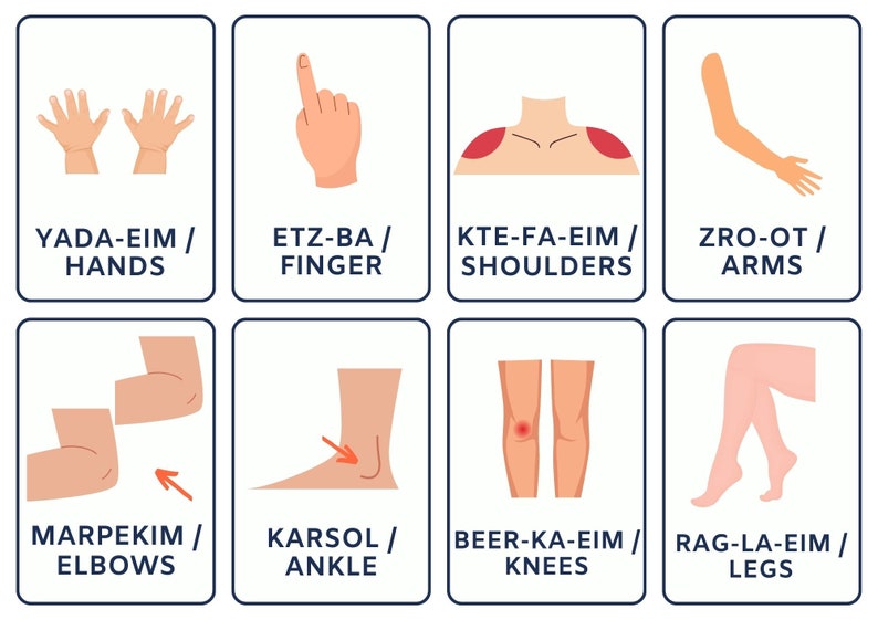 Body Parts in Hebrew Printable Flash Cards - Etsy