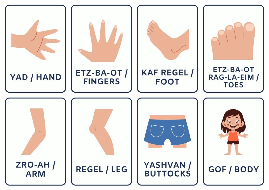 Body Parts in Hebrew Printable Flash Cards - Etsy