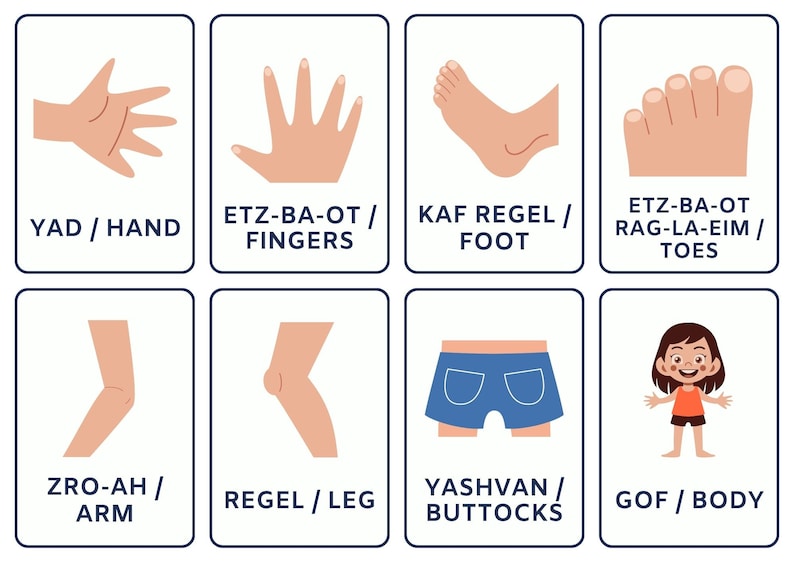 Body Parts in Hebrew Printable Flash Cards - Etsy