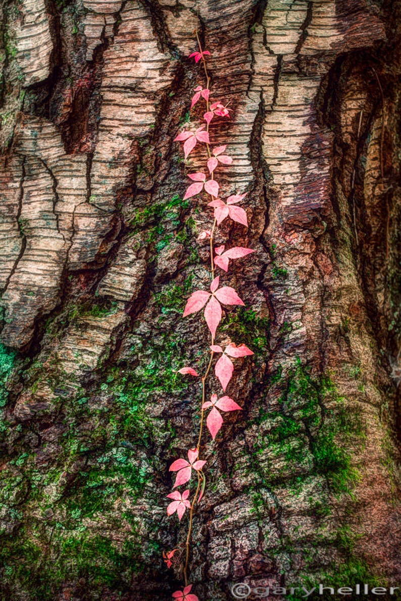 Autumn Flavor, Colorful Vine and Leaves on a Tree Trunk, Abstract ...