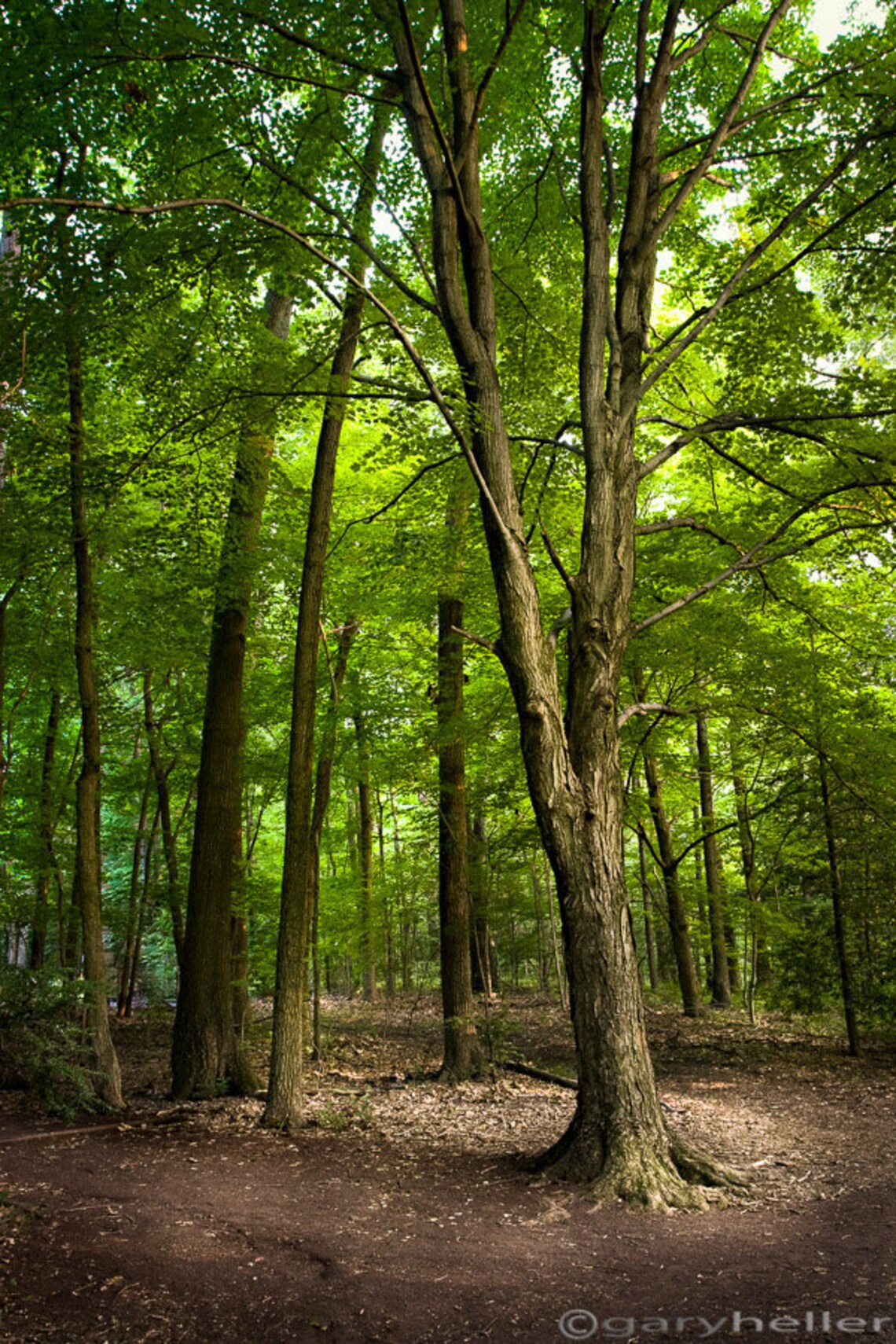 The Woods, Nature Photography, Trees, Enchanted Forest, Print, Color ...