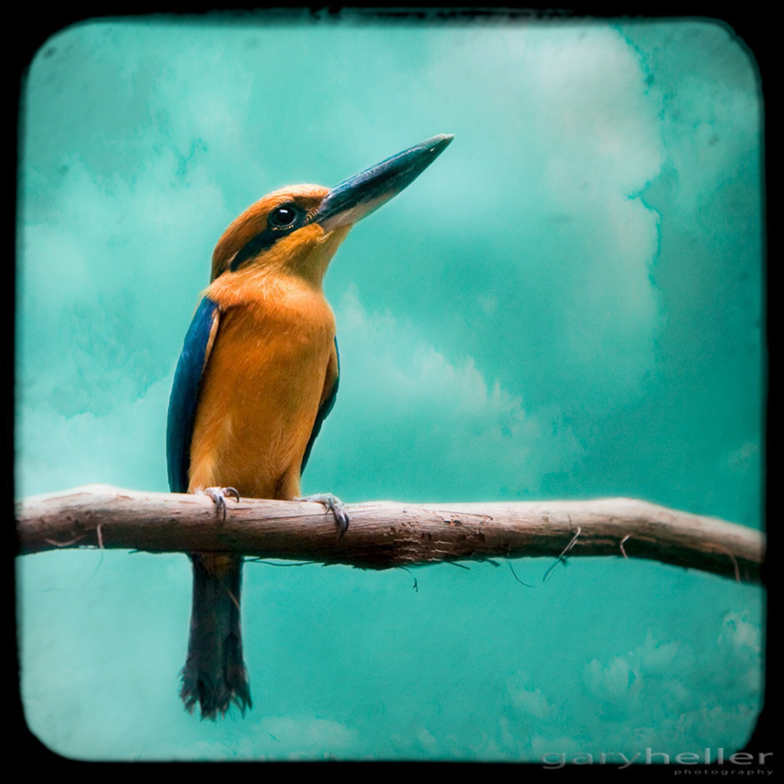 Guam Kingfisher - Dreamy Color Exotic Bird Fine Art Print, Nature ...