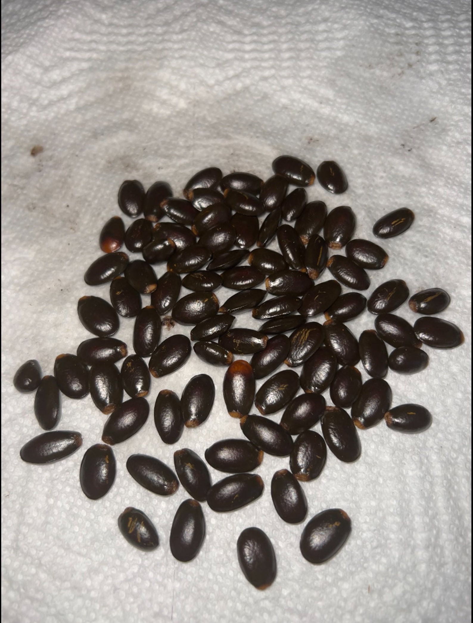 Soursop Seeds - Etsy