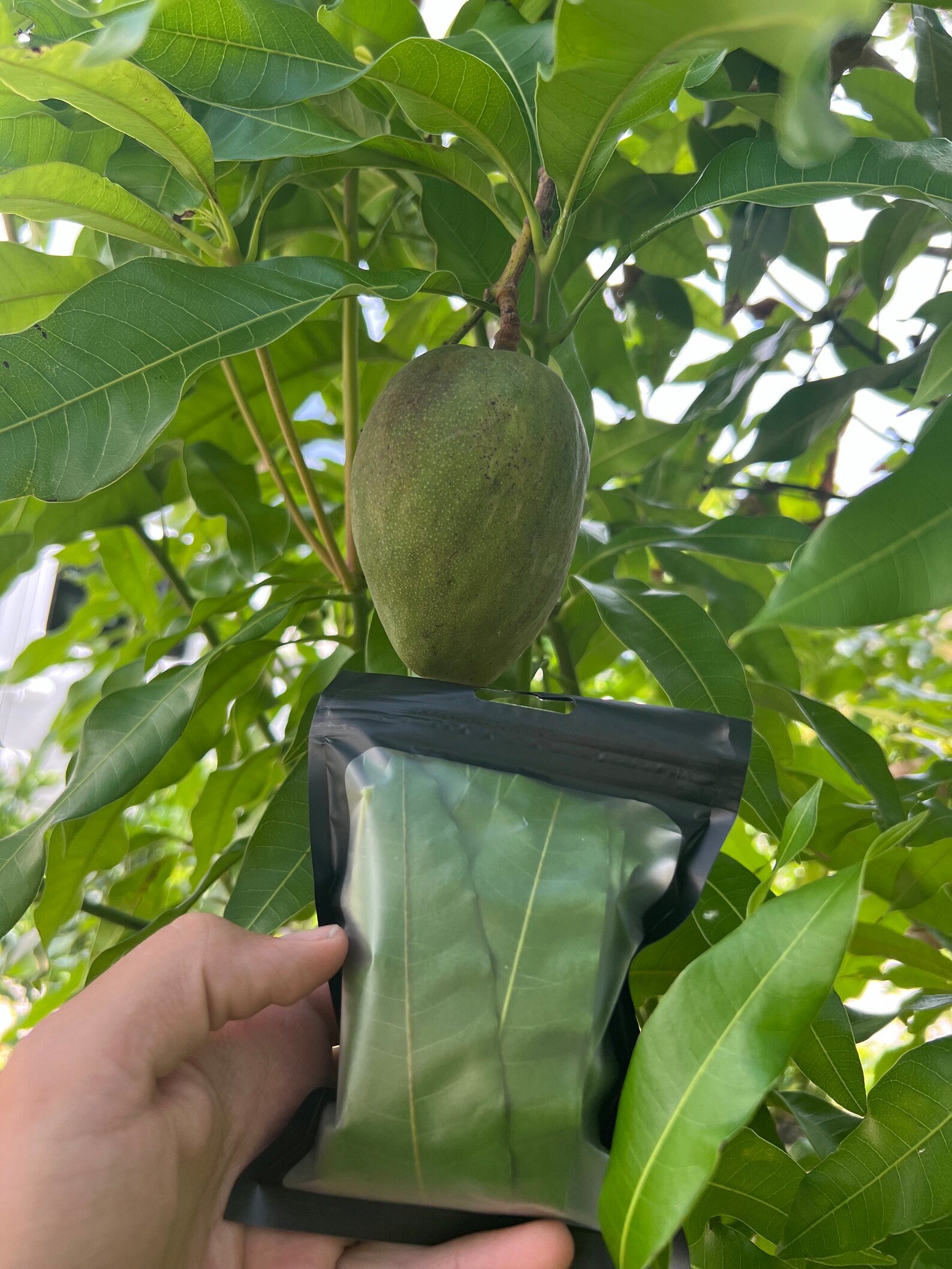 Fresh Mango Leaves - Etsy