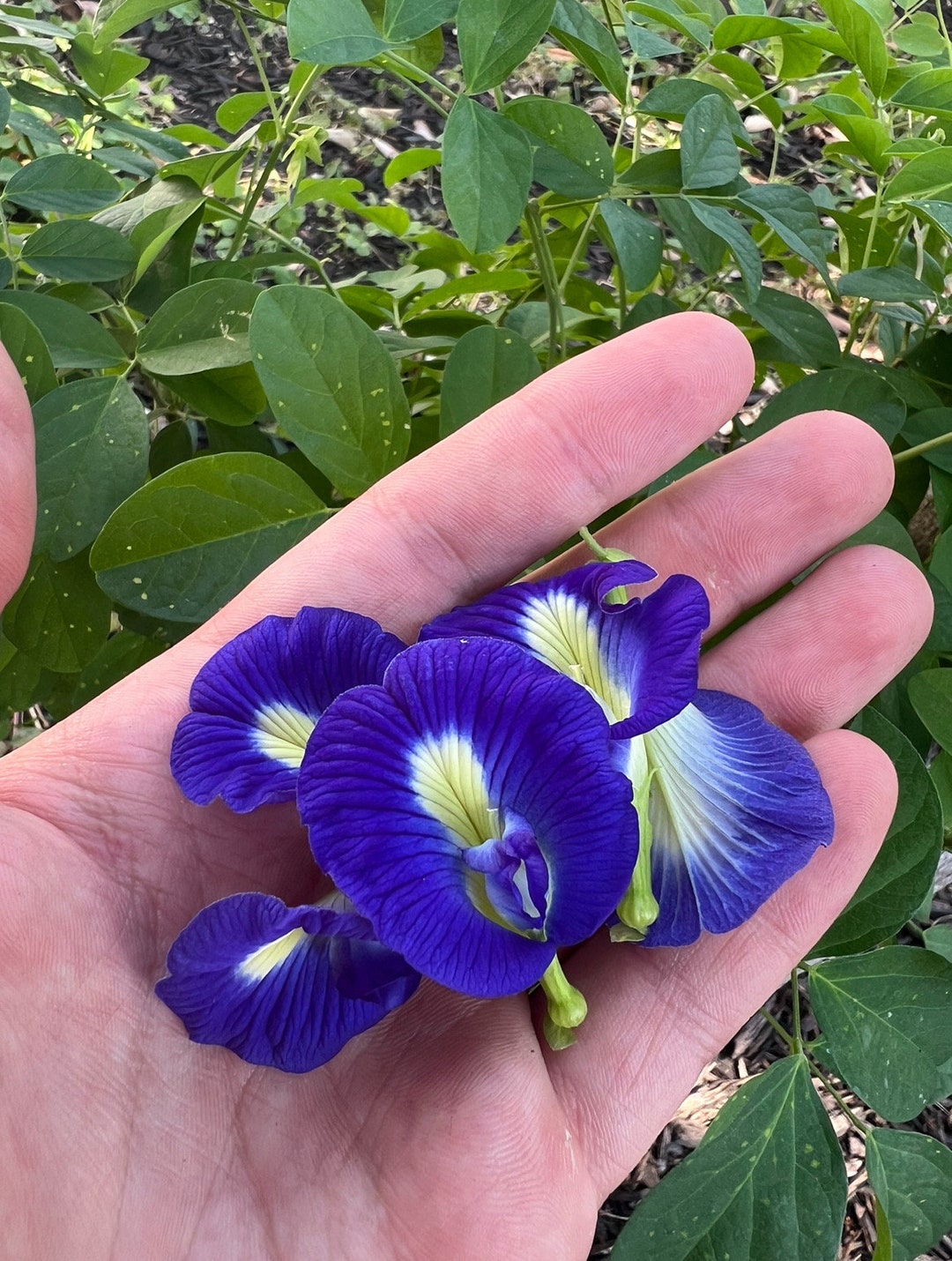 Butterfly Pea Flower Seeds - Etsy