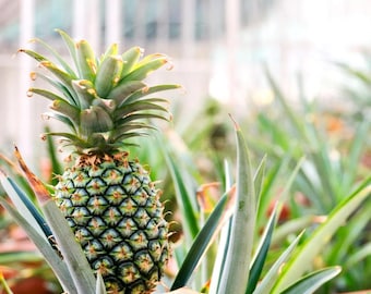 Pineapple Fruit Plant Red Florida Special, Ananas Comosus Live Plant in ...