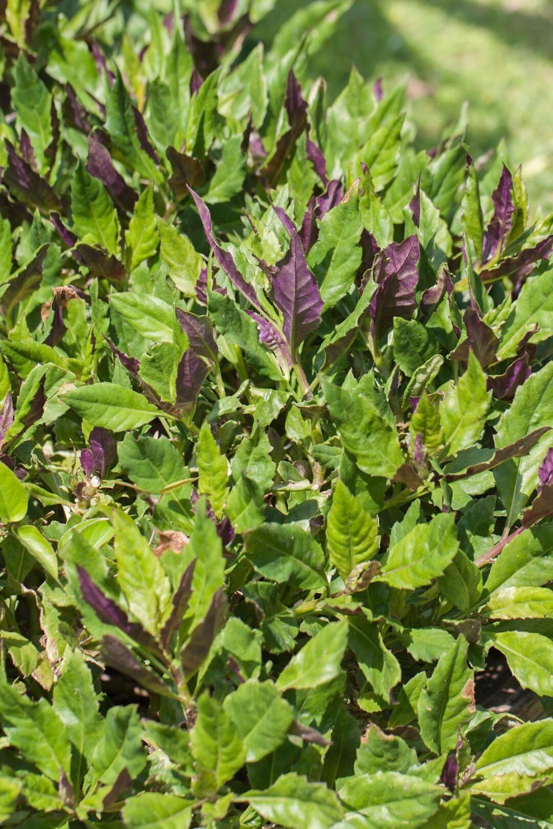 Okinawa Spinach (live Plant) - Etsy