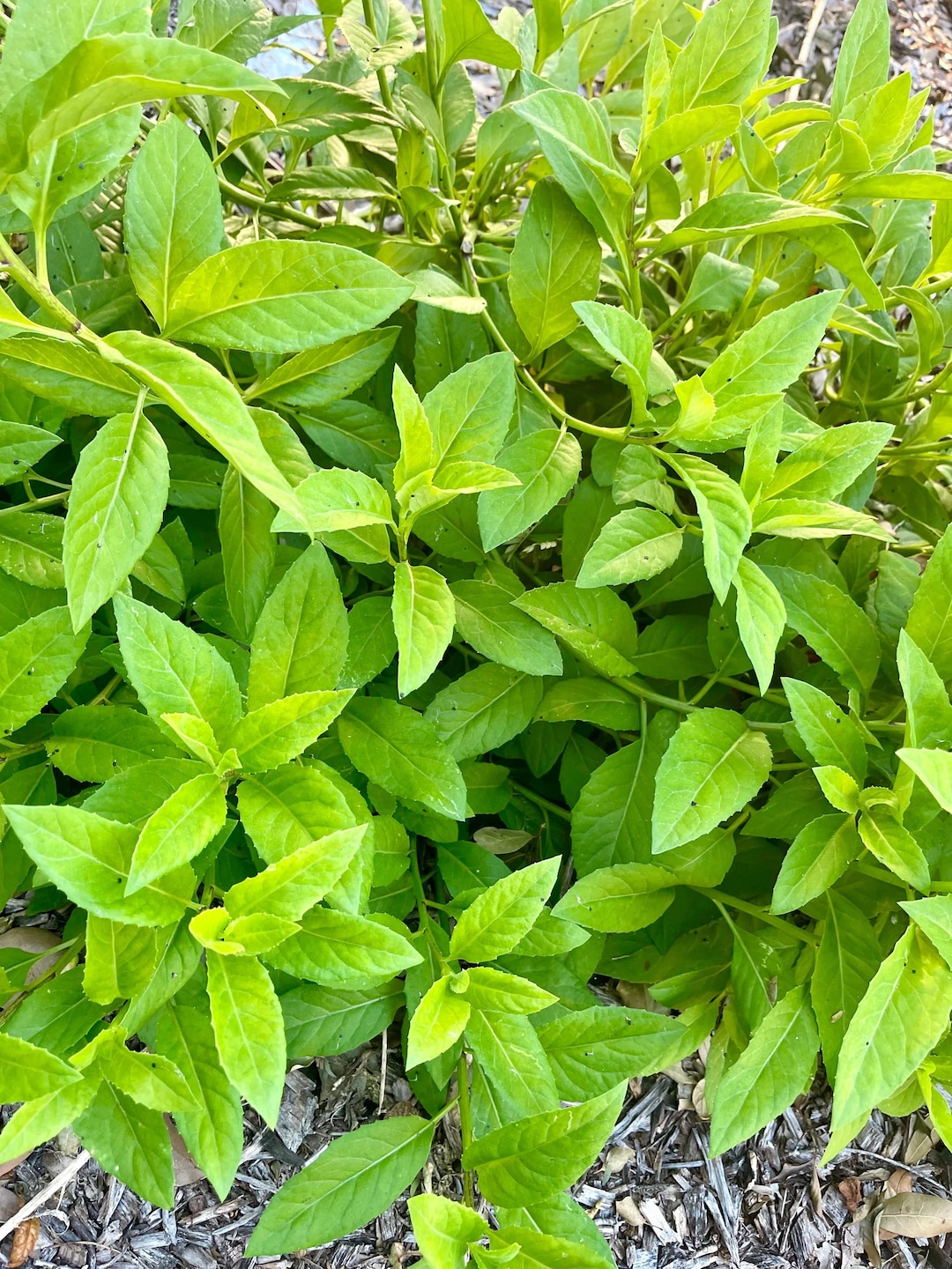 Longevity Spinach (live Plant) - Etsy