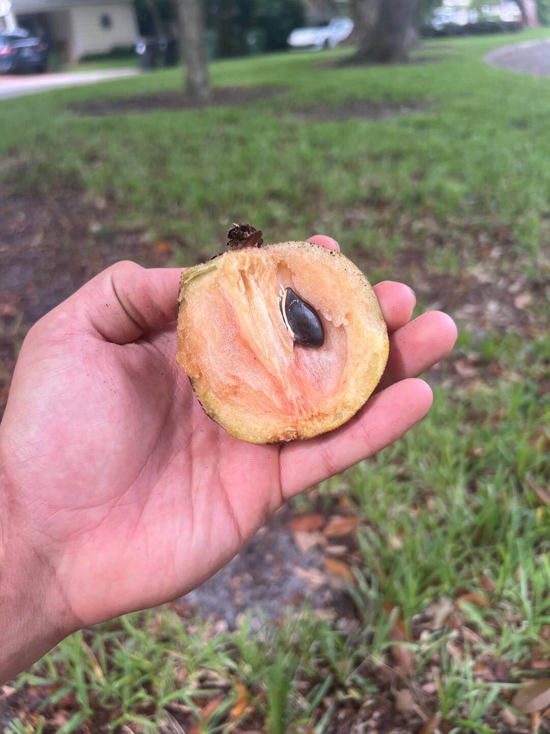 Sapodilla Seeds - Etsy