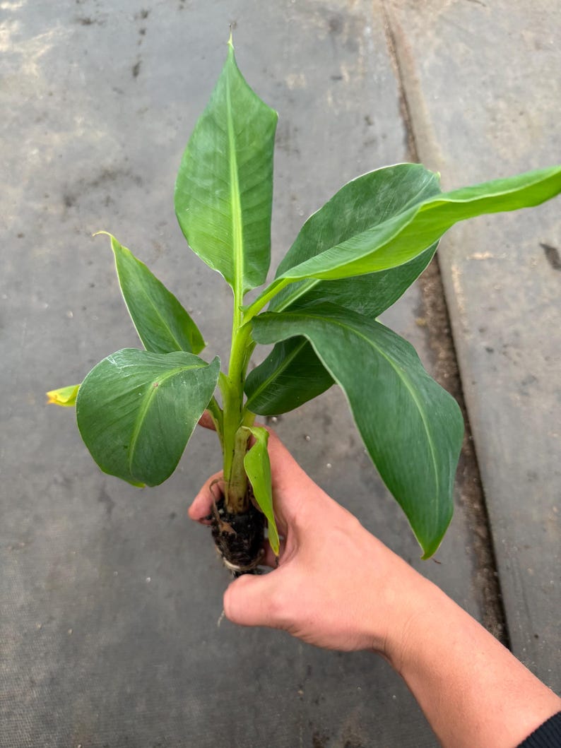 Dwarf Cuban Red Banana (live Plant) - Etsy