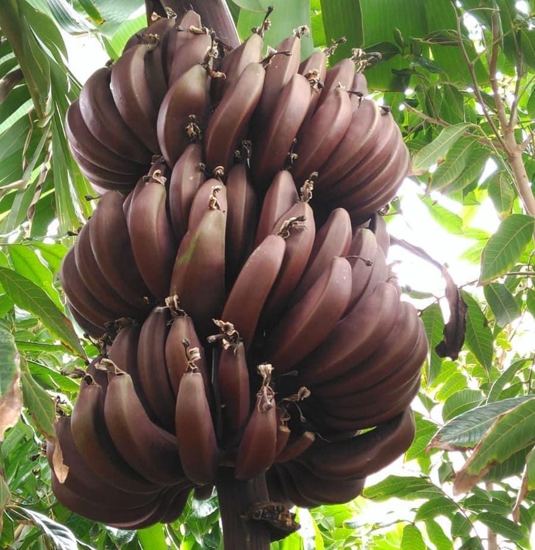 Dwarf Cuban Red Banana (live Plant) - Etsy