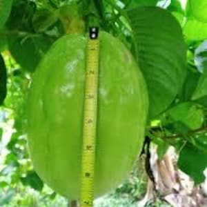 Giant Granadilla Passionfruit (live Plant) - Etsy