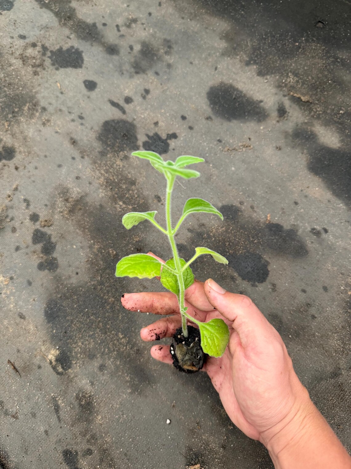 Cuban Oregano (live Plant) - Etsy