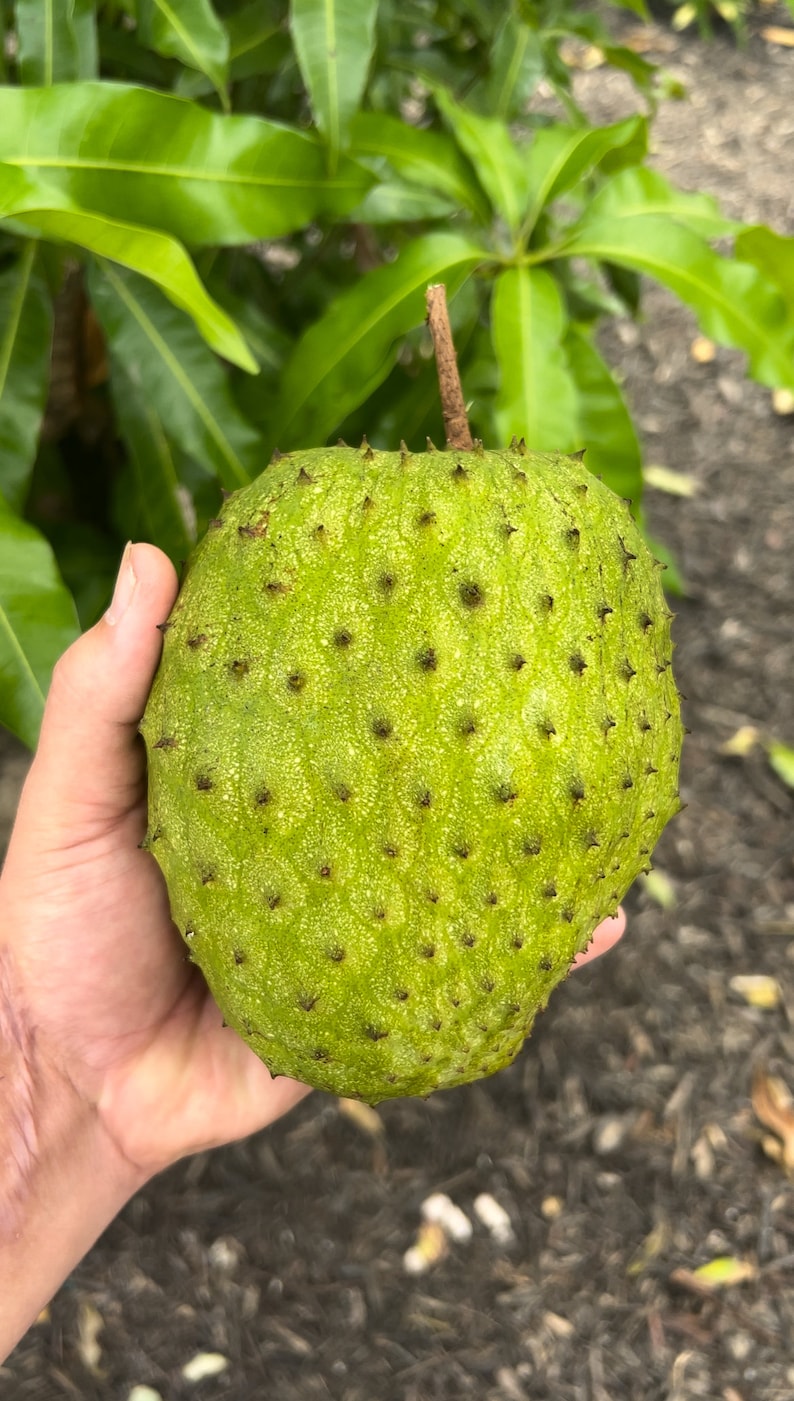 Soursop Seeds - Etsy