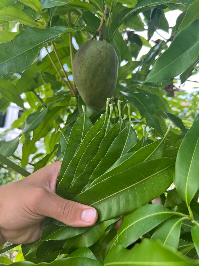 Fresh Mango Leaves - Etsy
