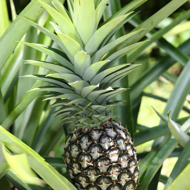 White Pineapple - Etsy