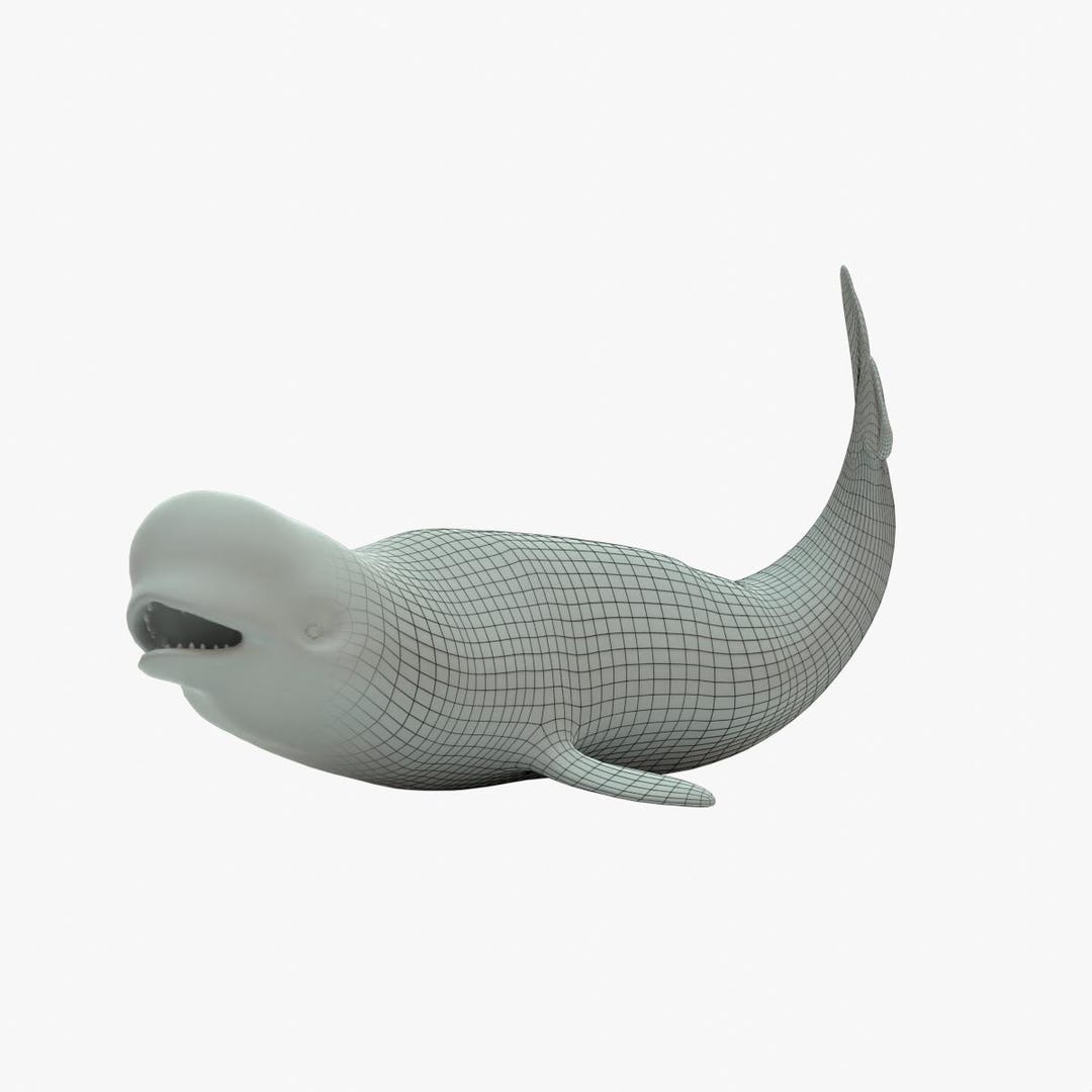 Beluga Whale Rigged Base Mesh 3D Model - Etsy