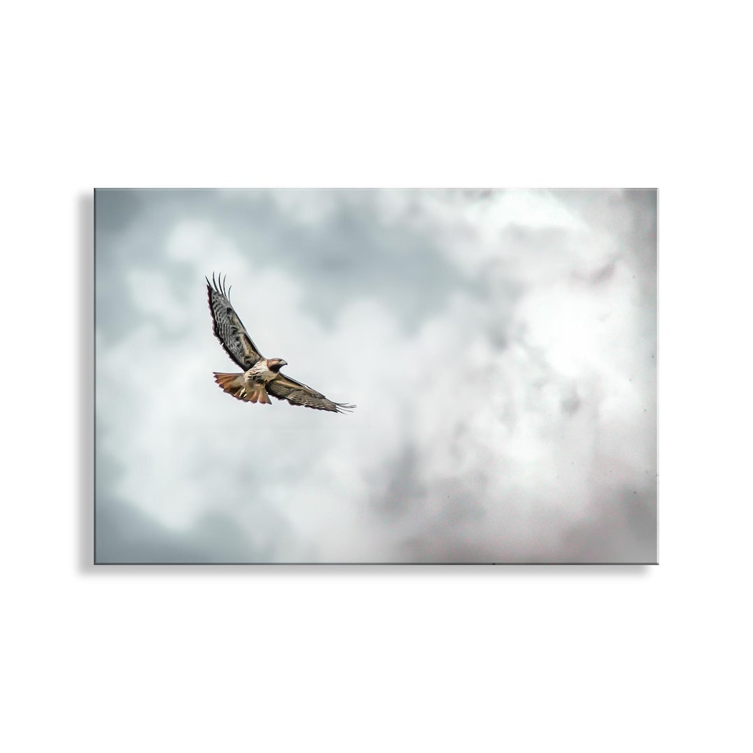 Red Tailed Hawk Wildlife Photography | Bird in Flight Photo Print ...