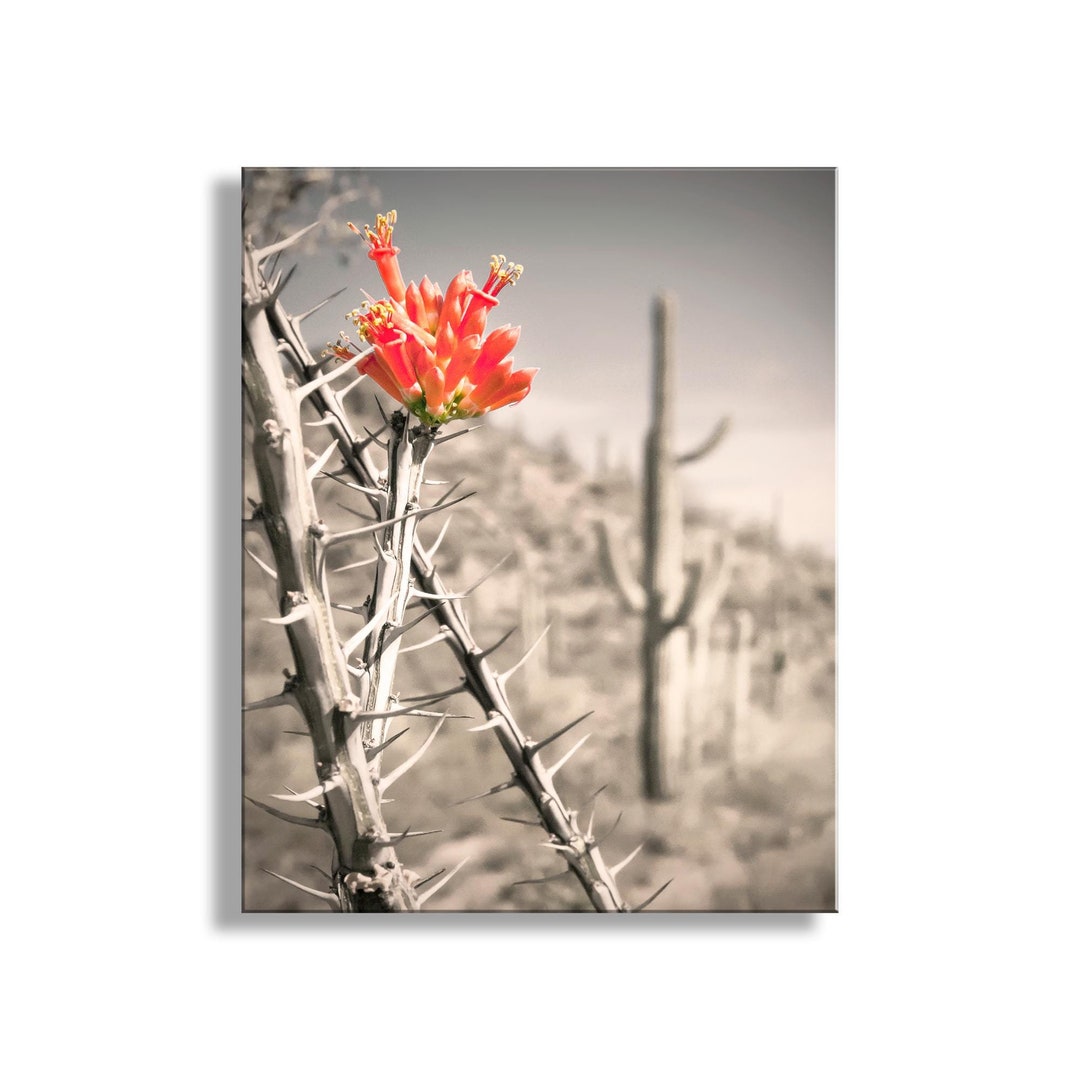 Ocotillo Art Print With Arizona Desert Cactus Landscape - Etsy