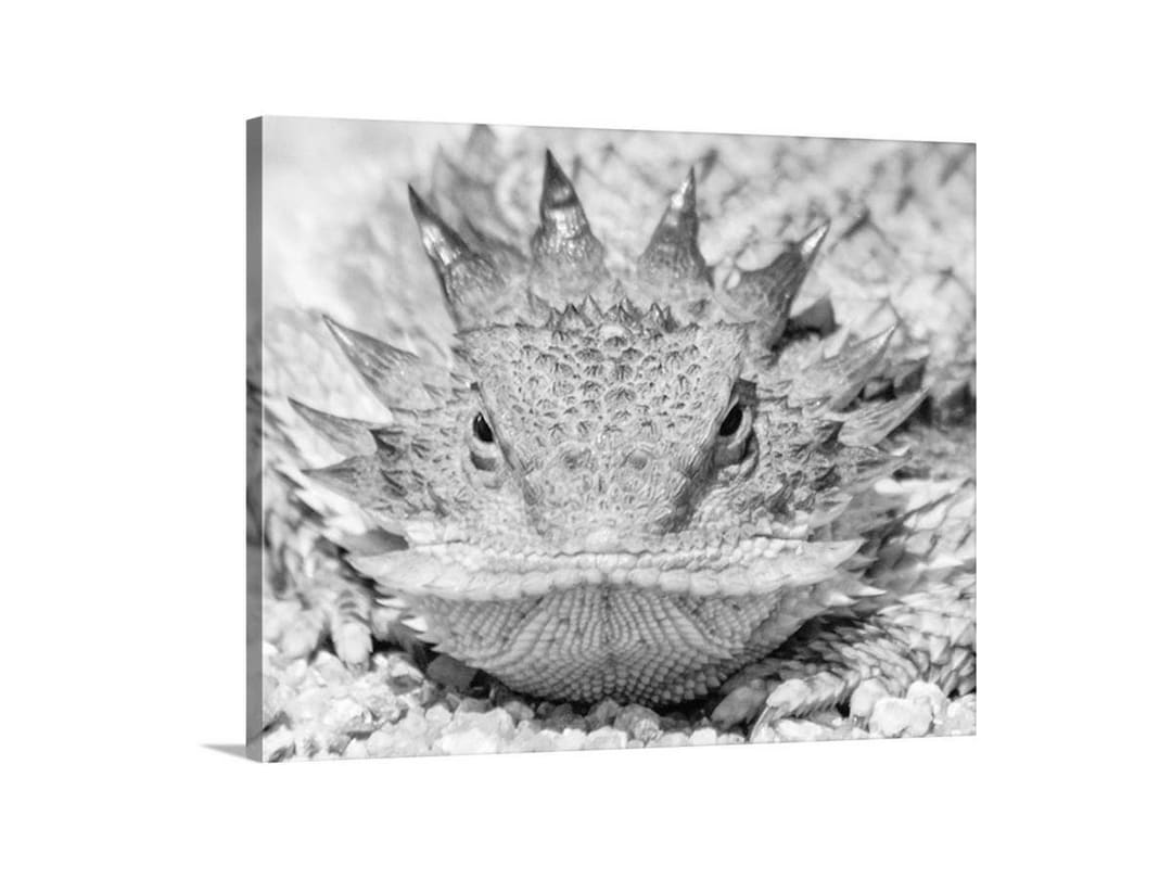 Horned Lizard Art Print in Black and White - Etsy