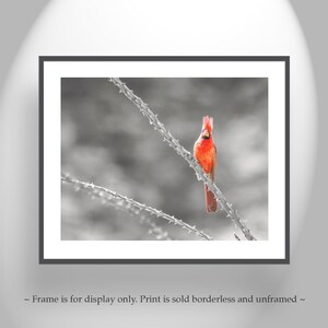 Cardinal Bird Photograph at Sabino Canyon Tucson Arizona With Desert ...