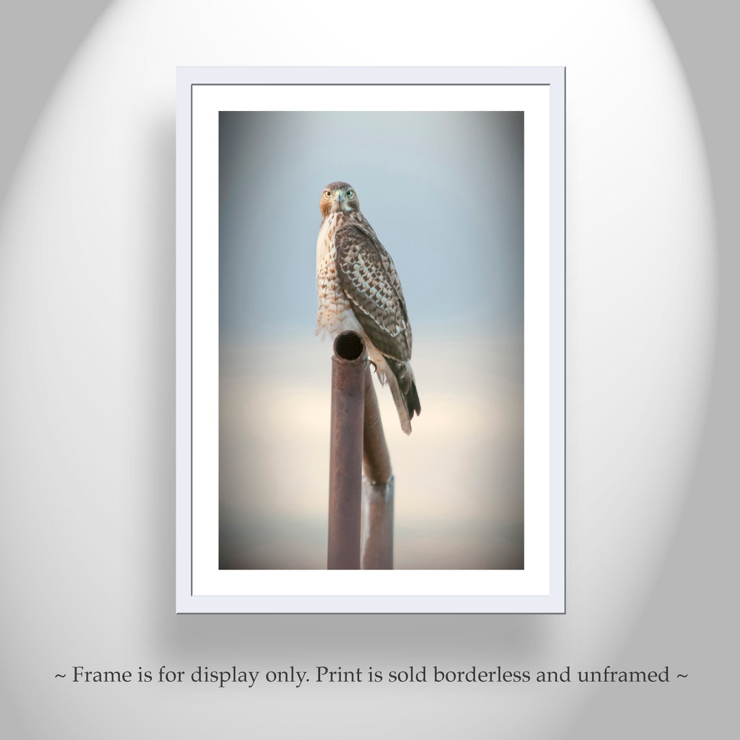 Valentine Gift Red Tail Hawk Art Photography Print - Etsy