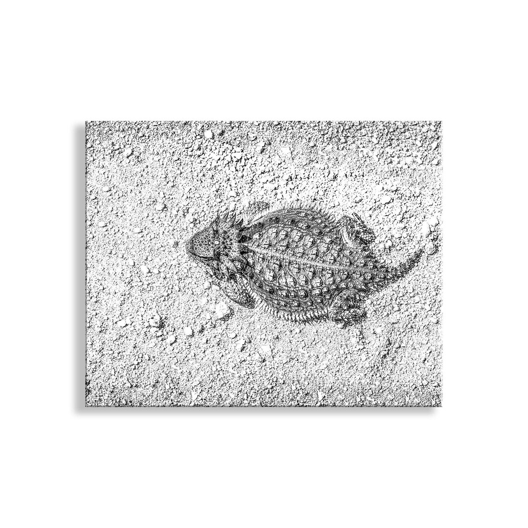 Horned Lizard Art Print in Black and White or Sepia Tone | Arizona ...