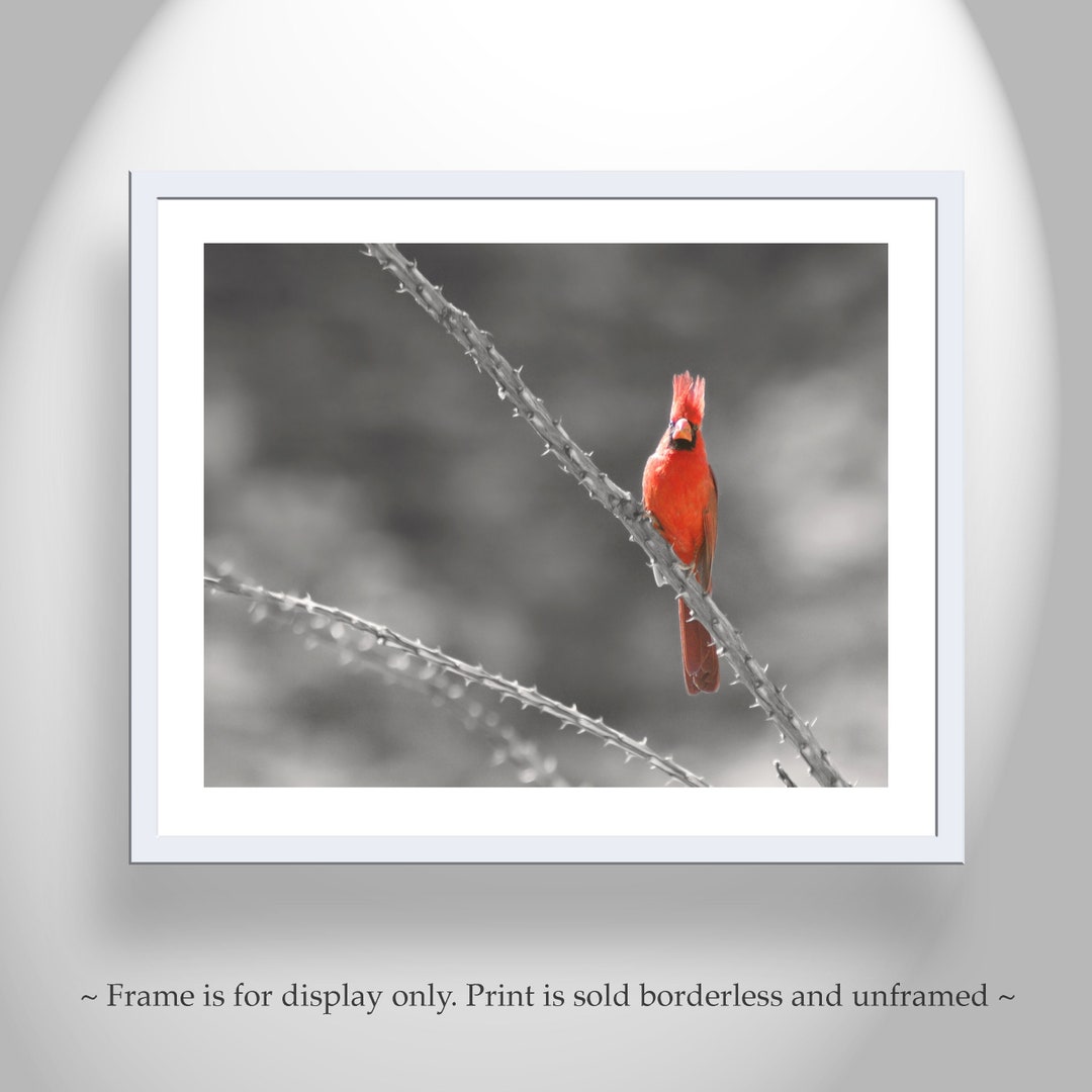 Cardinal Bird Photography at Sabino Canyon Tucson Arizona With Ocotillo ...