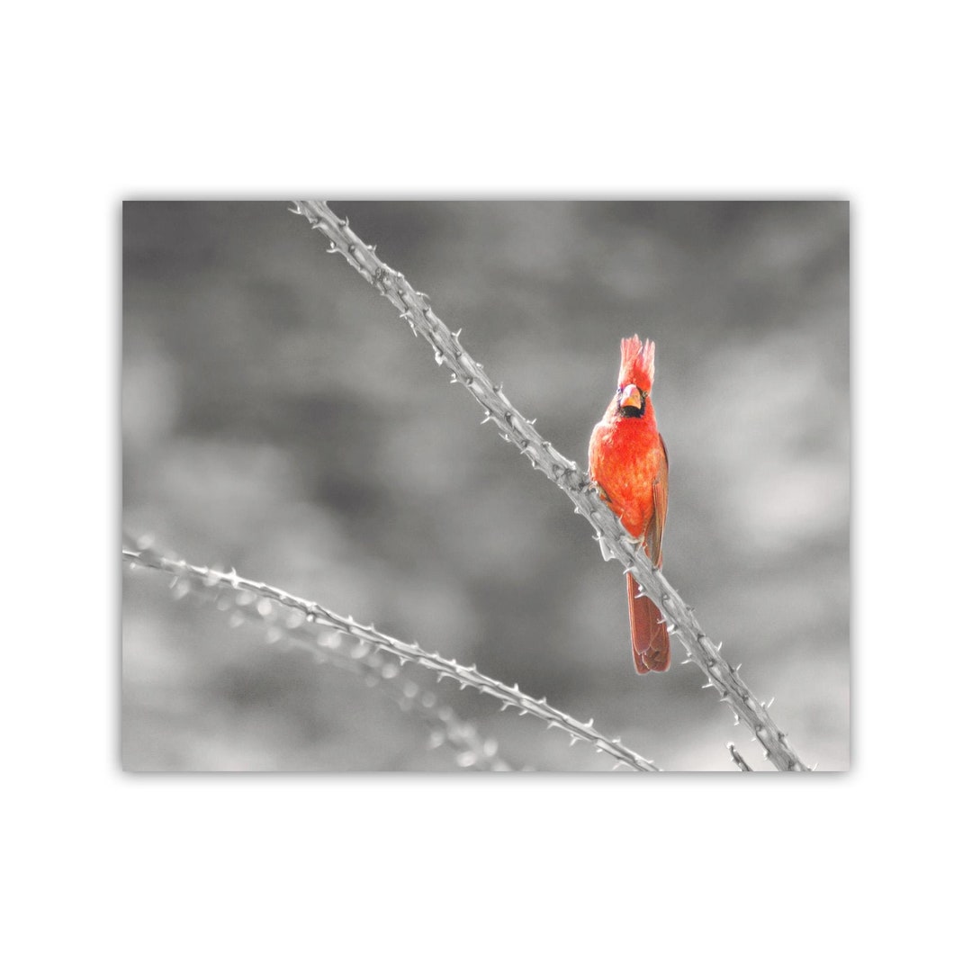 Cardinal Bird Photograph at Sabino Canyon Tucson Arizona With Desert ...