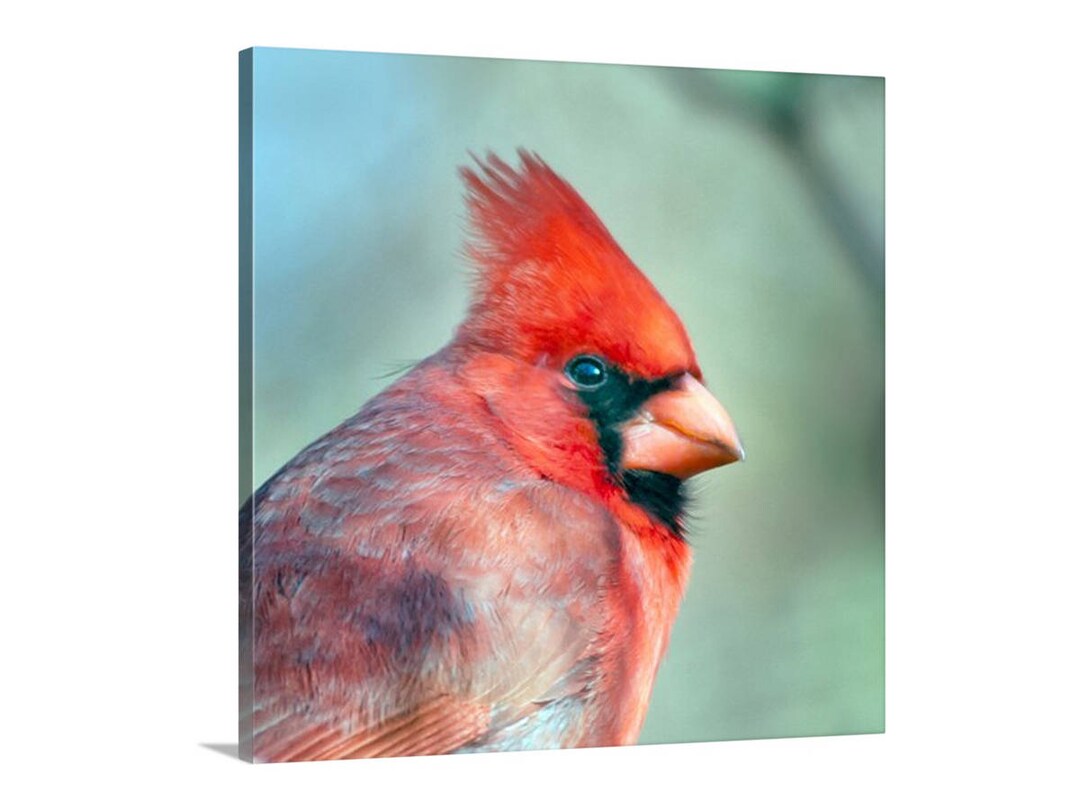 Red Cardinal Bird Photo Print | Avian Wall Decor | Madera Canyon ...