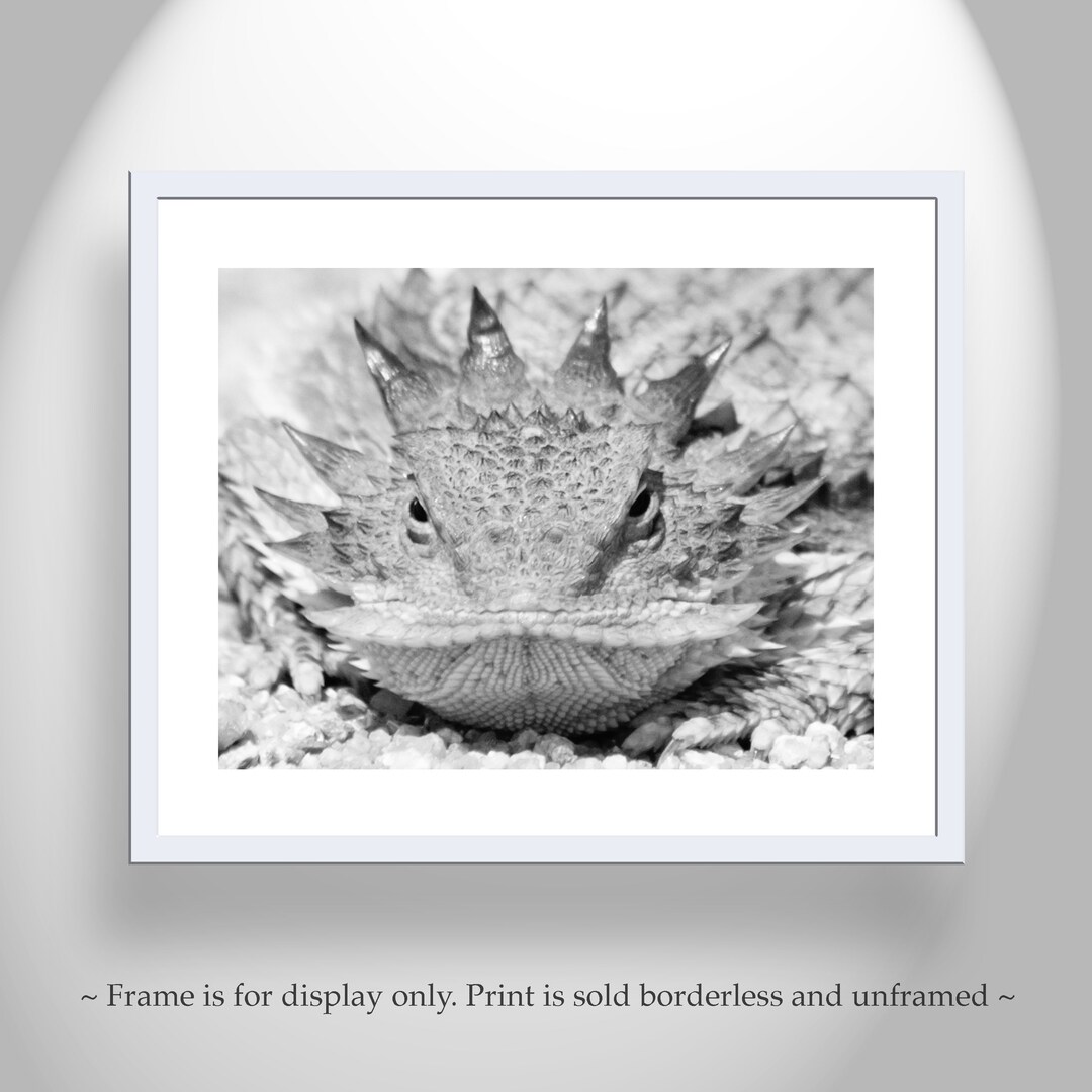 Horned Lizard Art Print in Black and White - Etsy