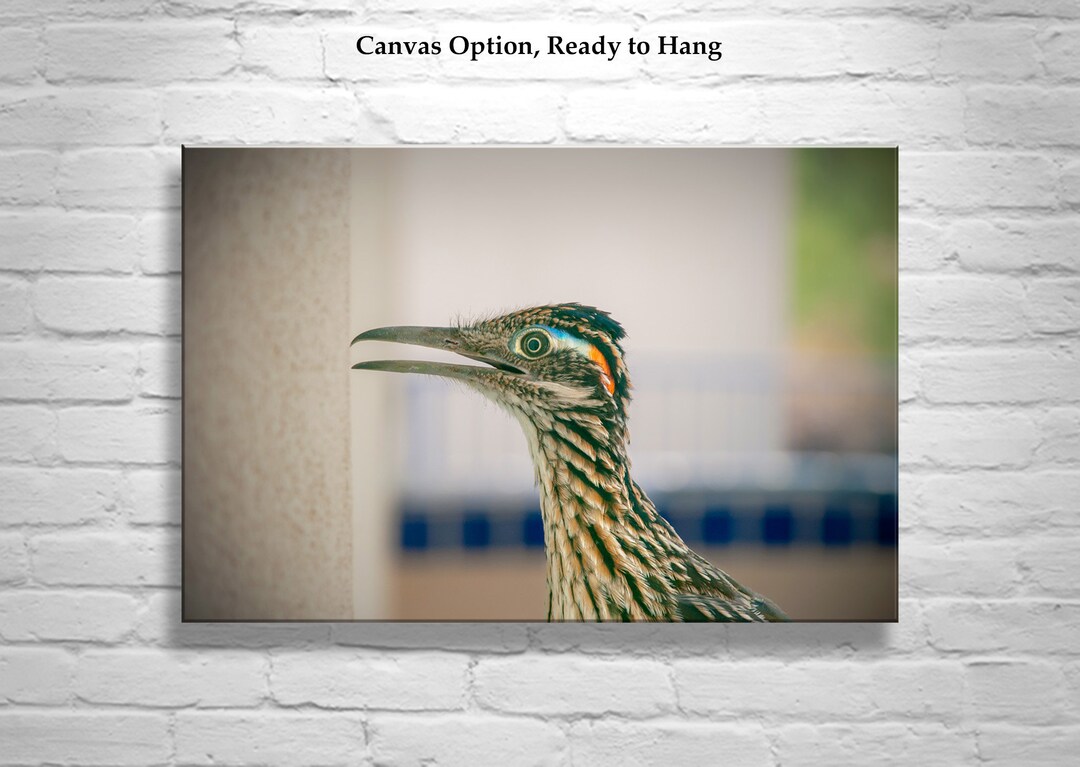 Valentine Gift Arizona Roadrunner Bird Art Print - Etsy