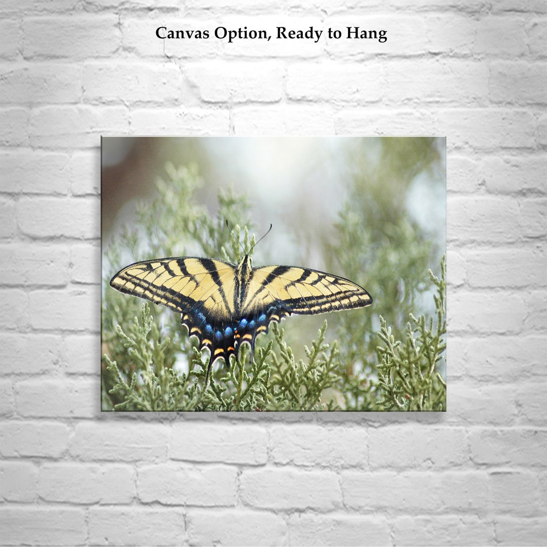 Swallowtail Butterfly Photo Art Print by Murray Bolesta - Etsy