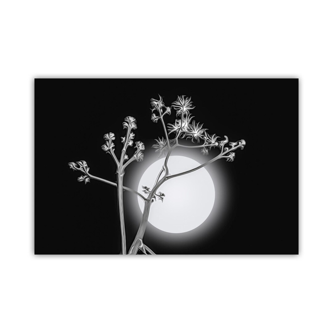 Agave Abstract Black and White Art Print – Tucson Desert Photography ...