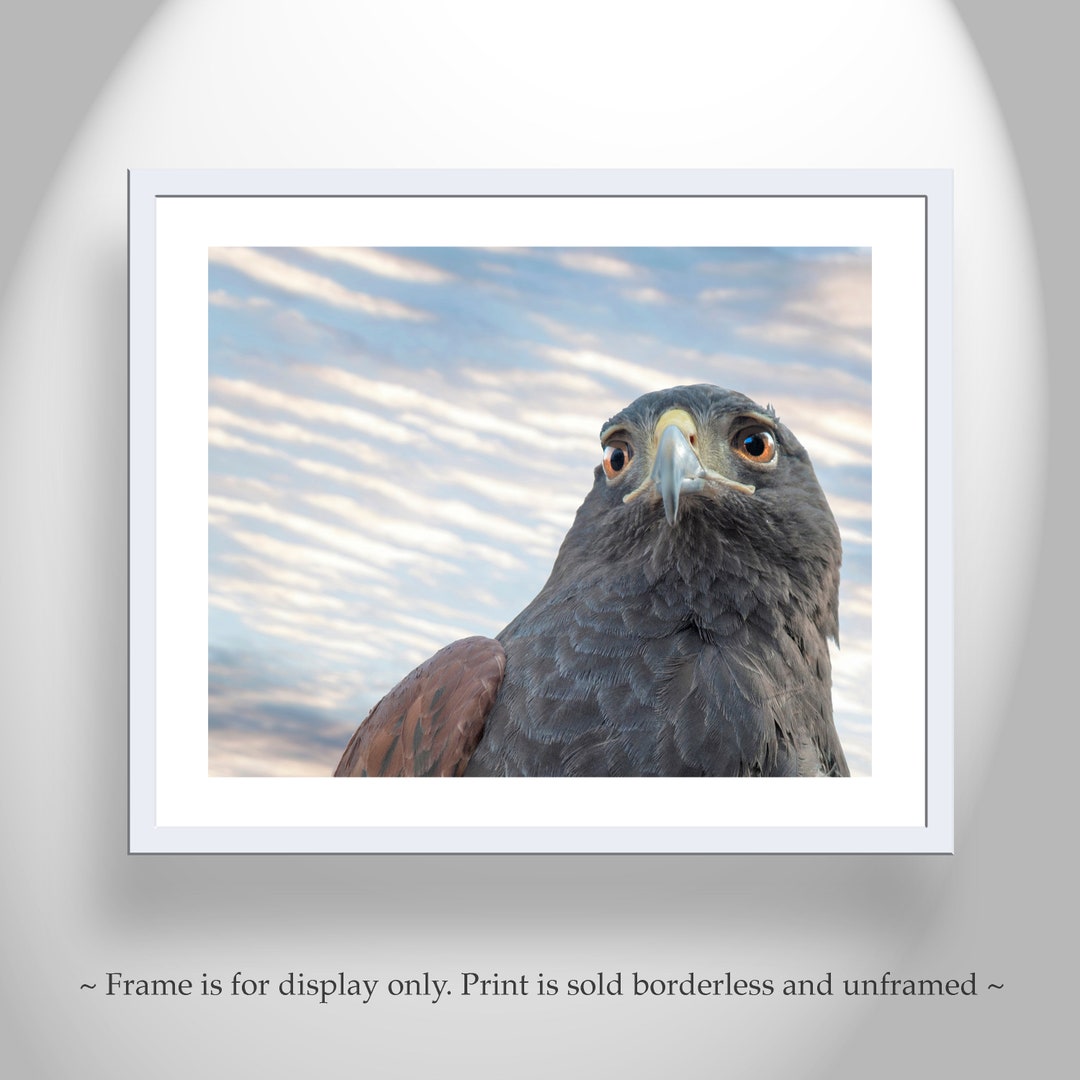 Valentine Gift Hawk Wildlife Photography - Etsy