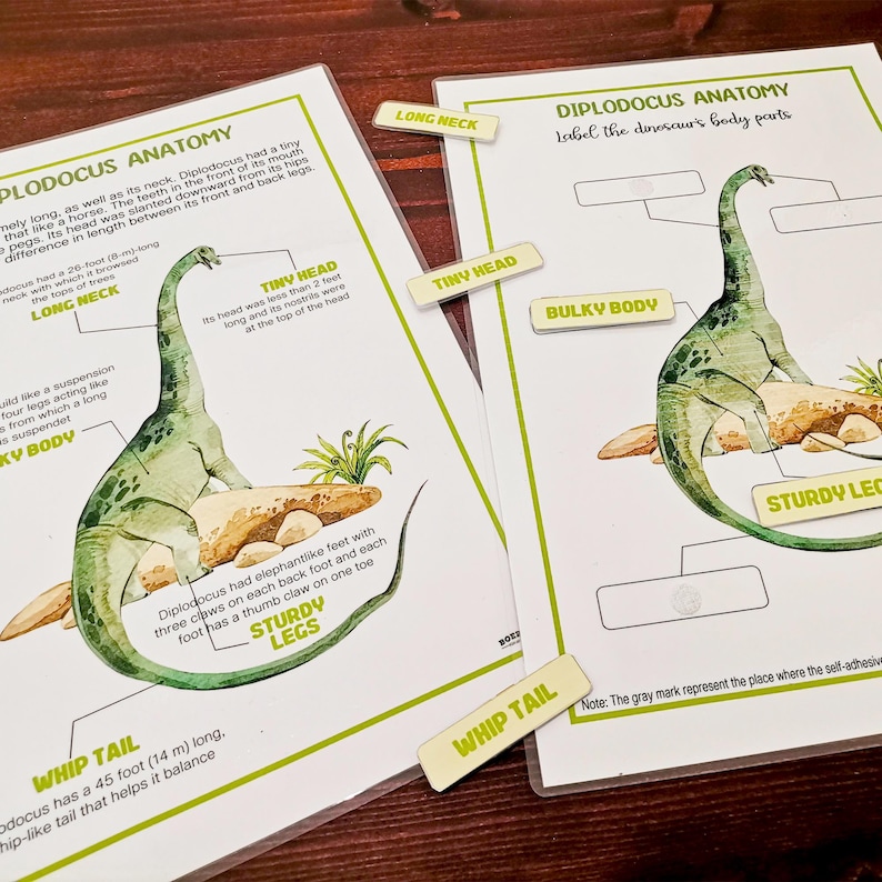 Dinosaurs Anatomy, Labeling Activity, Homeschool, Dinosaur Facts ...