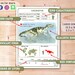 Dinosaur Fact Cards Printable, Educational Learning Resources ...