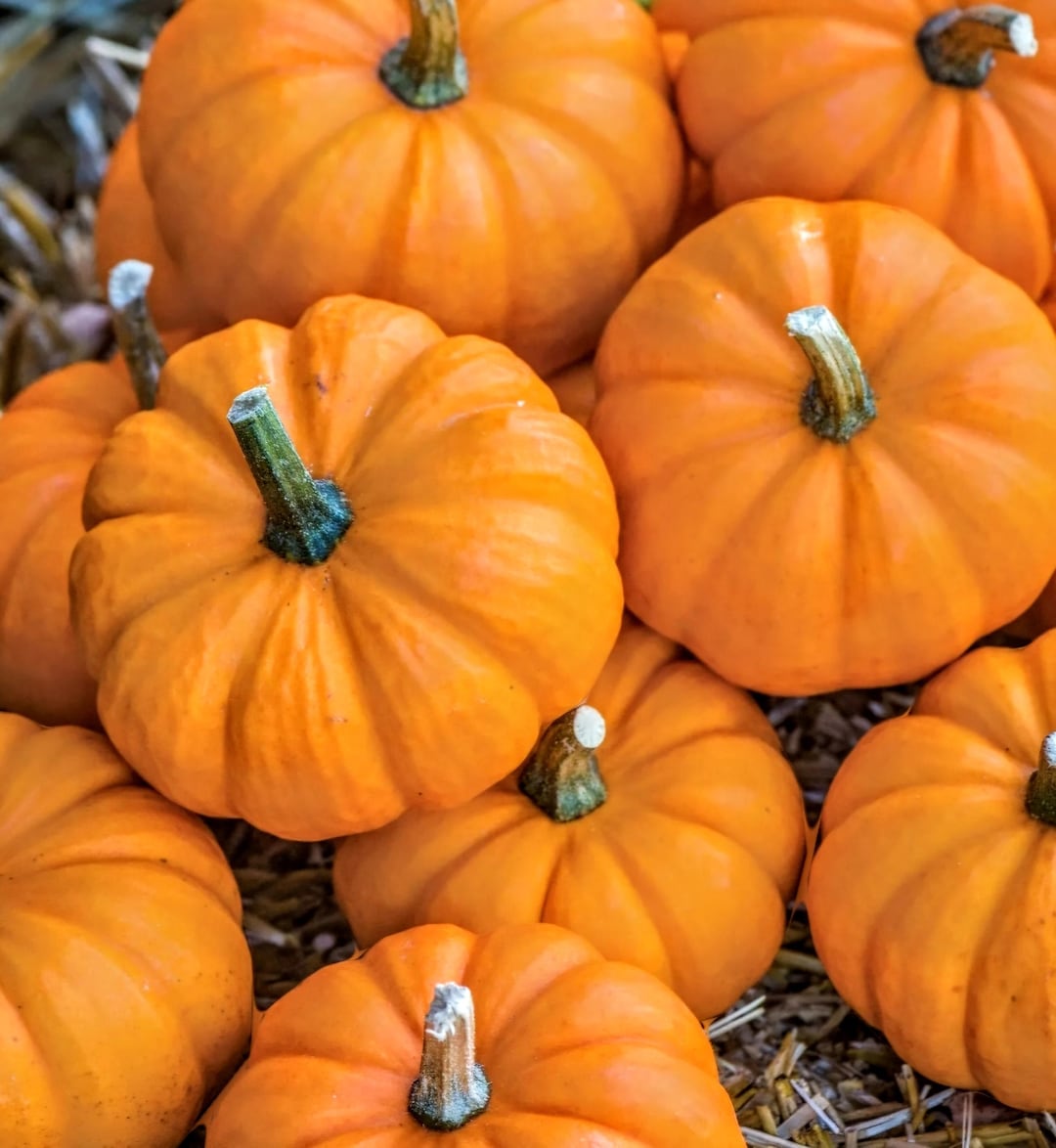 Jack Be Little Pumpkin Seeds, Non GMO, Organic, Heirloom, 20+ - Etsy