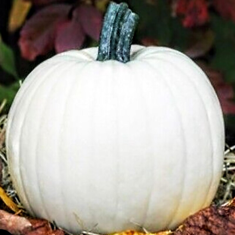 White Casper Pumpkins - Etsy