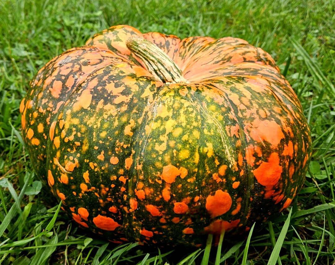 Rare "ugly Duckling" Pumpkin Seeds, Organic, Non GMO, 10ct - Etsy