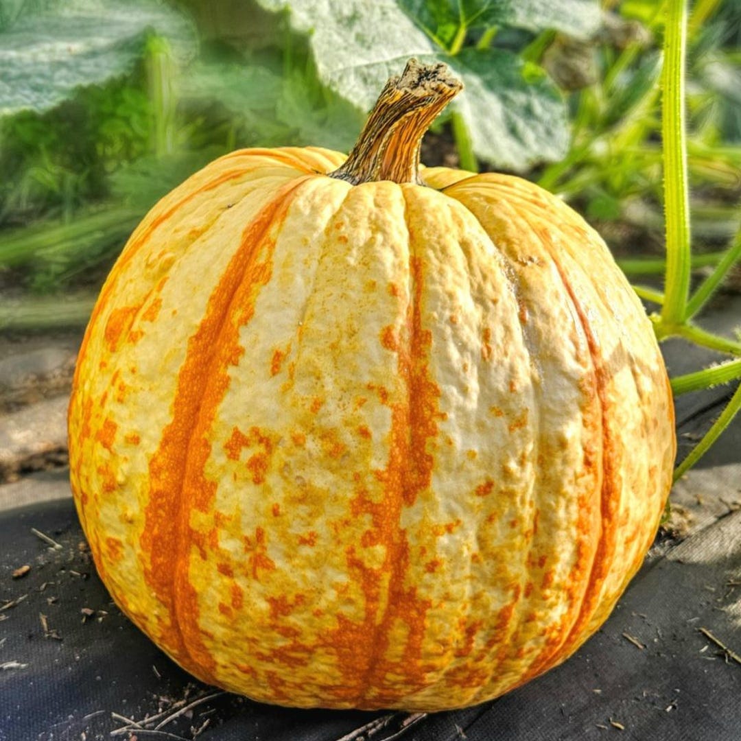Pumpkin Seeds, Rare "candy Corn," Organic, Non GMO, 10+ - Etsy