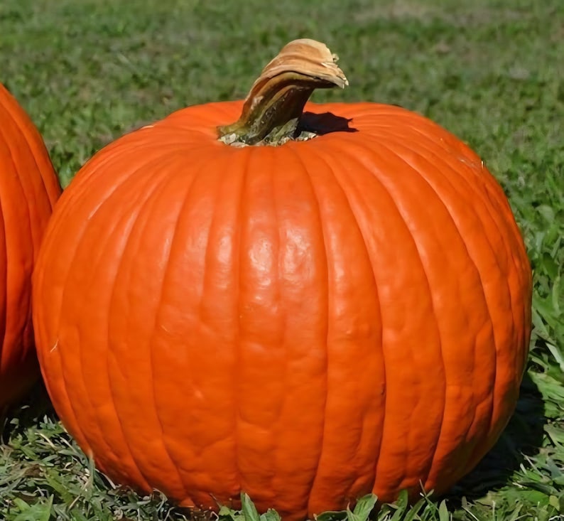 Giant Big Max Pumpkin Seeds, Organic, Non GMO, 10+ - Etsy